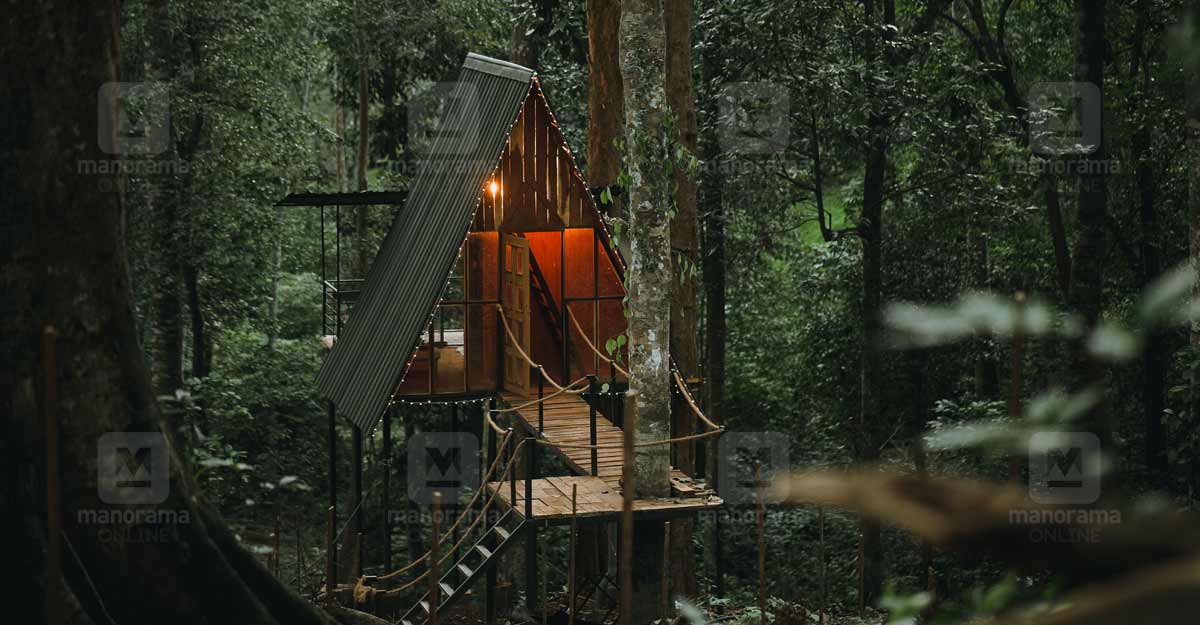 A DAY IN A FOREST - Wayanad Tour Packages